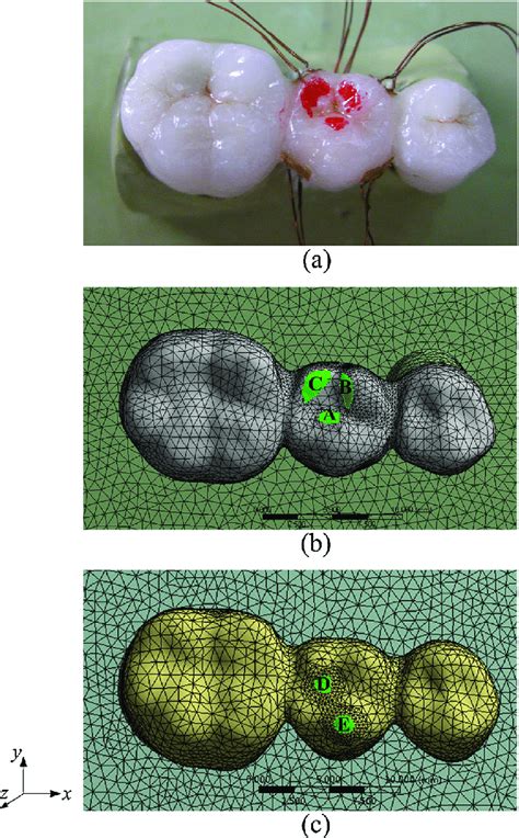 Determination Of Loading Areas A Loading Areas In The In Vitro Download Scientific Diagram