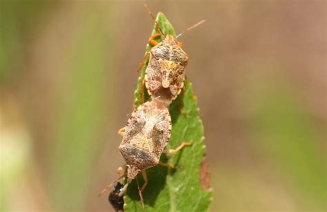 Predatory Bugs Agricultural Biology