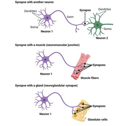 12 Building A Nervous System Social Sci Libretexts