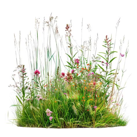 A Mixed Prairie Grass Bed In Mid Summer Tall And Dense With Grasses In
