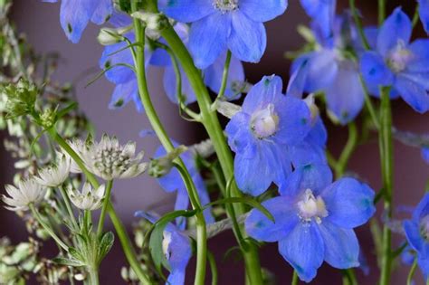 Premium Photo Blue Delphinium