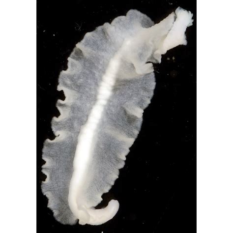 Ленточные черви Лентецы Цестоды Cestoda Lifecatalog