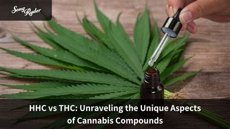 Hhc Vs Thc Unraveling The Aspects Of Cannabis Compounds Song Ryder