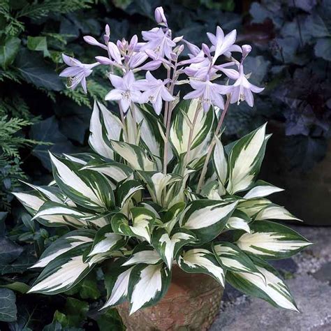 Hosta Bulbs Fire And Ice Flower Bulbs Eden Brothers