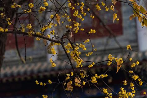 岁暮寒浓，腊梅飘香——西安大兴善寺腊梅