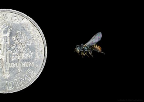 What Genetic Sequencing Can Reveal About The Secret Lives Of Bees Pbs