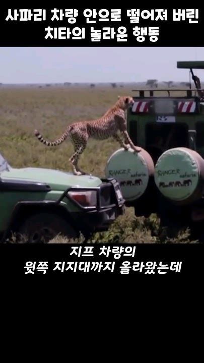 야생 치타와의 잊지 못할 추억 Youtube