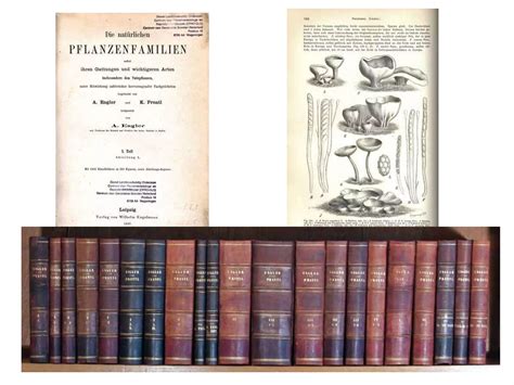 Engler And Prantl System Of Classification Ppsx