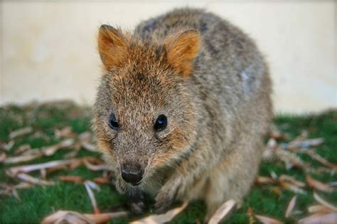 Are Quokkas Friendly Is It Really Cute And Sociable