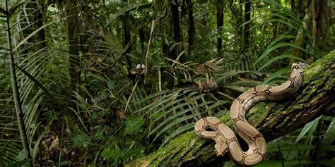 Binary Tree And Binarysearch Tree Implementation In Python Dev Community