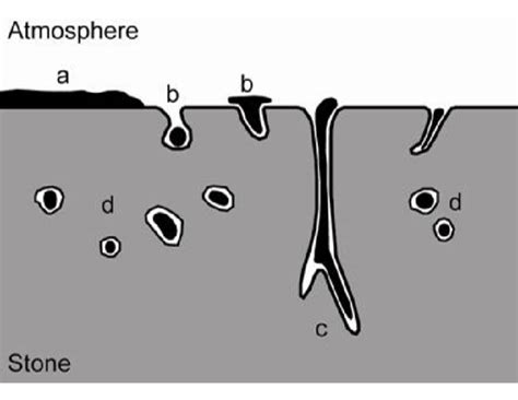 Pdf Non Destructive Sampling Of Rock Dwelling Microbial Communities