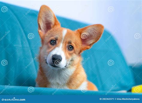 Portrait Of Sad Tired Corgi Dog On A Blue Sofa Sad Alone Waiting For