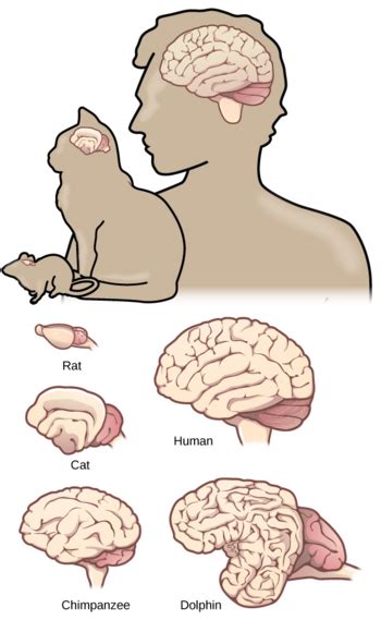 Brain Size Wikipedia