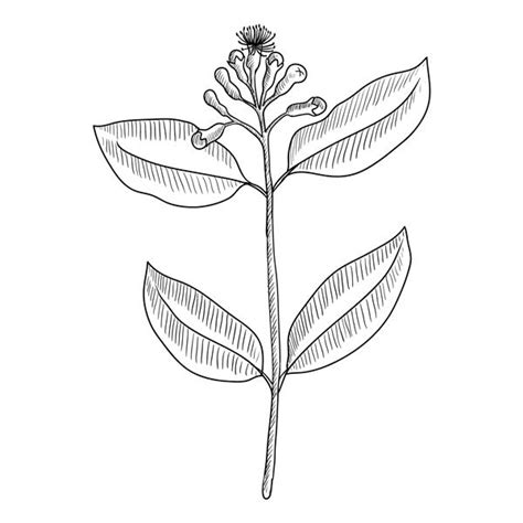 نقاشی با آبرنگ گیاهان دارویی تصویر کشیده شده با دست 1640059