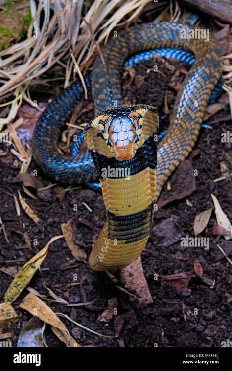 Venomous Forest Cobra Naja Melanoleuca Banque De Photographies Et D