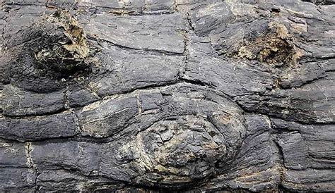 국내 최고 ‘10 2m 나무화석 천연기념물 된다