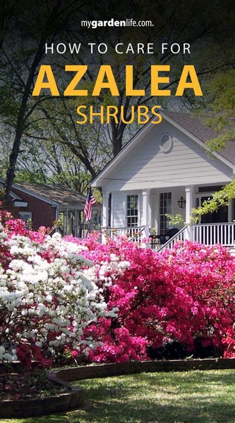 How To Give Old Azaleas A Fresh Start Pruning Azaleas Artofit
