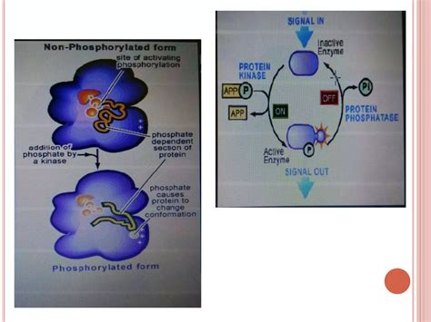 Post Translational Modifications Pptx Chemistry Science