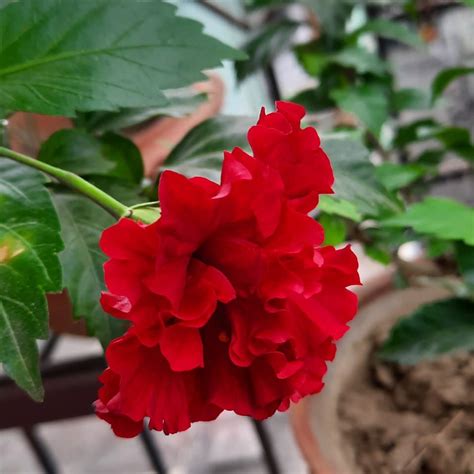 মনন