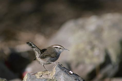 Free Picture Up Close Bewicks Wren Bird