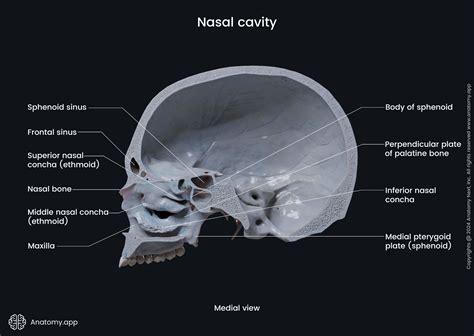 Nasal Cavity Lateral Wall Of The Nasal Cavity Anatomy And Diagrams