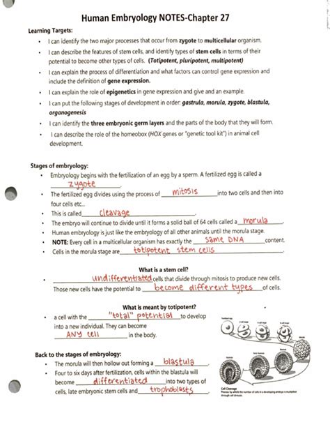 Human Embryology Notes Pdf