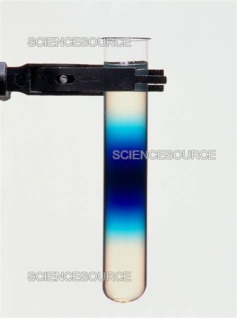 Diffusion Of Blue Dye In An Agar Gel Stock Image Science Source Images