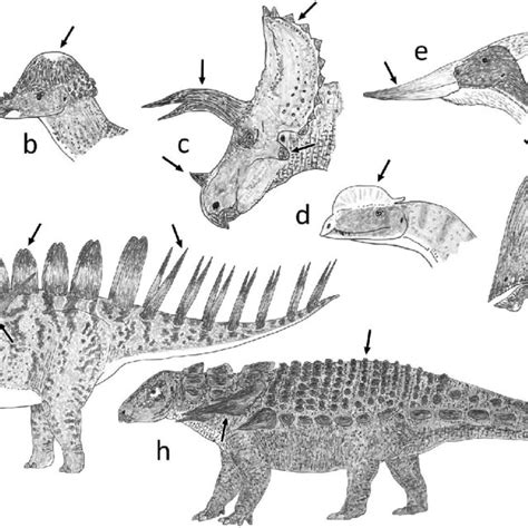 Reconstructions Of The Extravagant Structures In Extinct Archosaurs Download Scientific