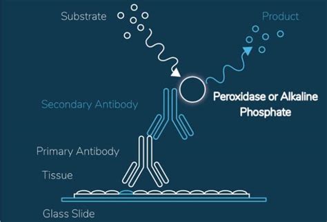 IHC Buffers Boston BioProducts IHC Buffers Boston BioProducts