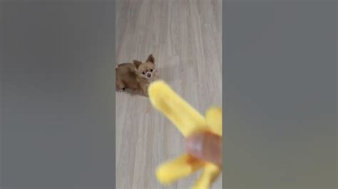 치와와가 감자튀김을 쫓아가다 Youtube