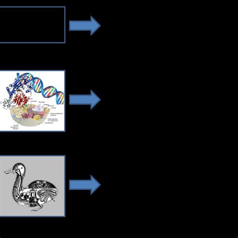 2 Three Approaches For Dealing With Complexity In Modelling Biological Download Scientific