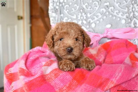 Rex Toy Poodle Puppy For Sale In Pennsylvania