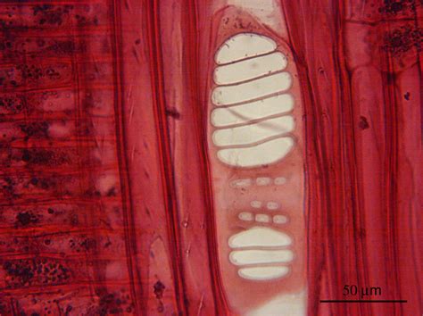 Plant Anatomy Database