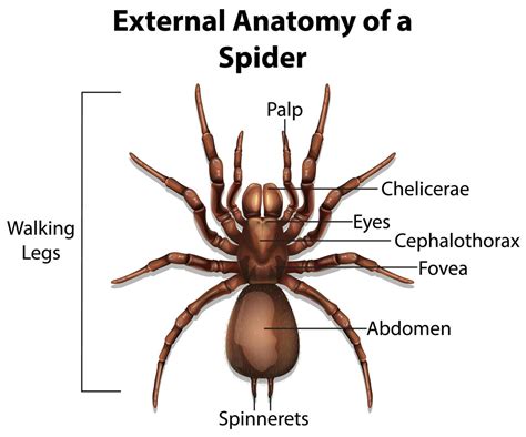 External Anatomy Of A Spider On White Background 1503865 Vector Art At