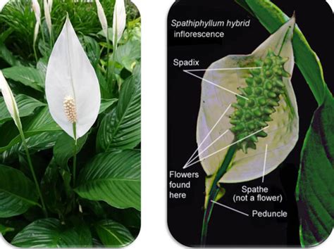 Lab 8 Kingdom Plantae Vascular Seed Plants Angiosperms Flashcards Quizlet