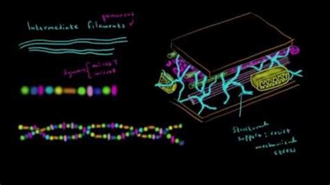 Microfilaments Diagram