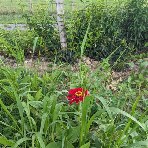 How To Get Rid Of Johnsongrass In The Garden And Lawn