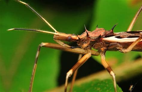 Assassin Bug Description Habitat Image Diet And Interesting Facts