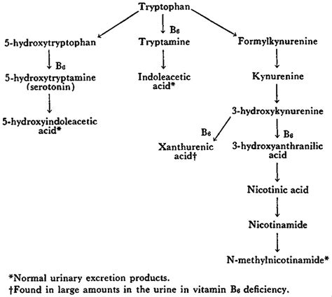 Serotonin Metabolism
