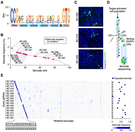 Barcode Dependent Cell Isolation From A Hek293t Cell Population A Download Scientific