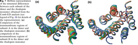Ribbon Representation Of The Structural Differences Between Each Download Scientific Diagram