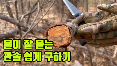 불 붙이는 데에는 이게 최고죠🔥관솔 찾는 방법🪵 Youtube