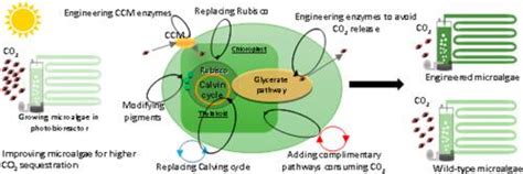 Recent Progress In Genetically Modified Microalgae For Enhanced Carbon
