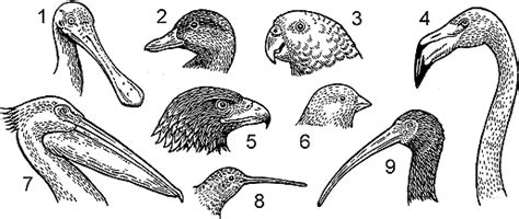 Bill Definition And Meaning Merriam Webster