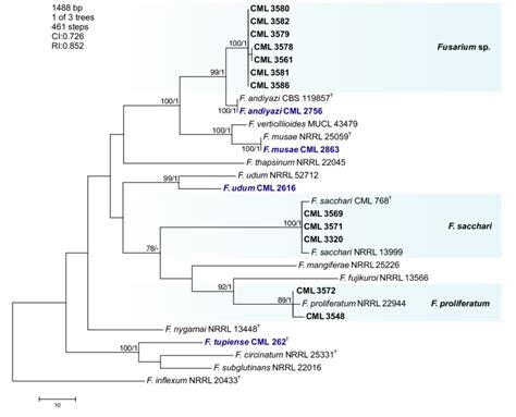 maximum parsimony phylogenetic mp tree inferred from ef 1a and rpb2