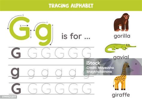 영어 알파벳의 모든 글자를 추적합니다 어린이를 위한 유치원 활동 대문자와 소문자 쓰기 G 인쇄 가능한 워크시트 고릴라 Gavial 기린의 귀여운 그림입니다 고릴라에 대한