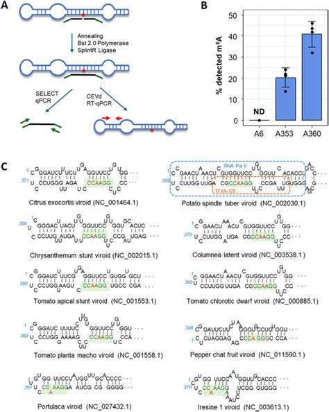 exploring rna modifications in infectious non coding circular rnas pmc