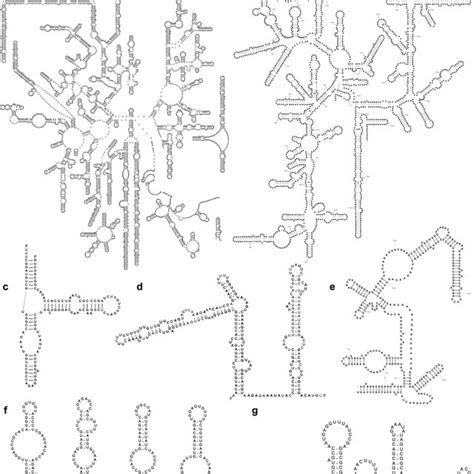 example human rna 2d structures generated by r2dt a cytoplasmic lsu