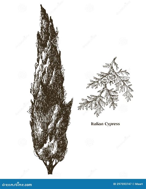 Italian Cypress Tree Branch Vector 299258122