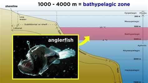Layers Of The Ocean Floor